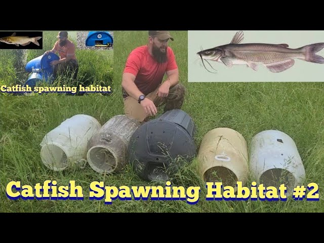 Catfish Habitat Structure Redtail Catfish (Phractocephalus