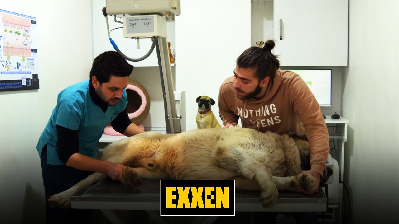 Veteriner Hekim Turgay İnanoğlu ve Dostları 5. Bölüm Tanıtımı | EXXEN ...