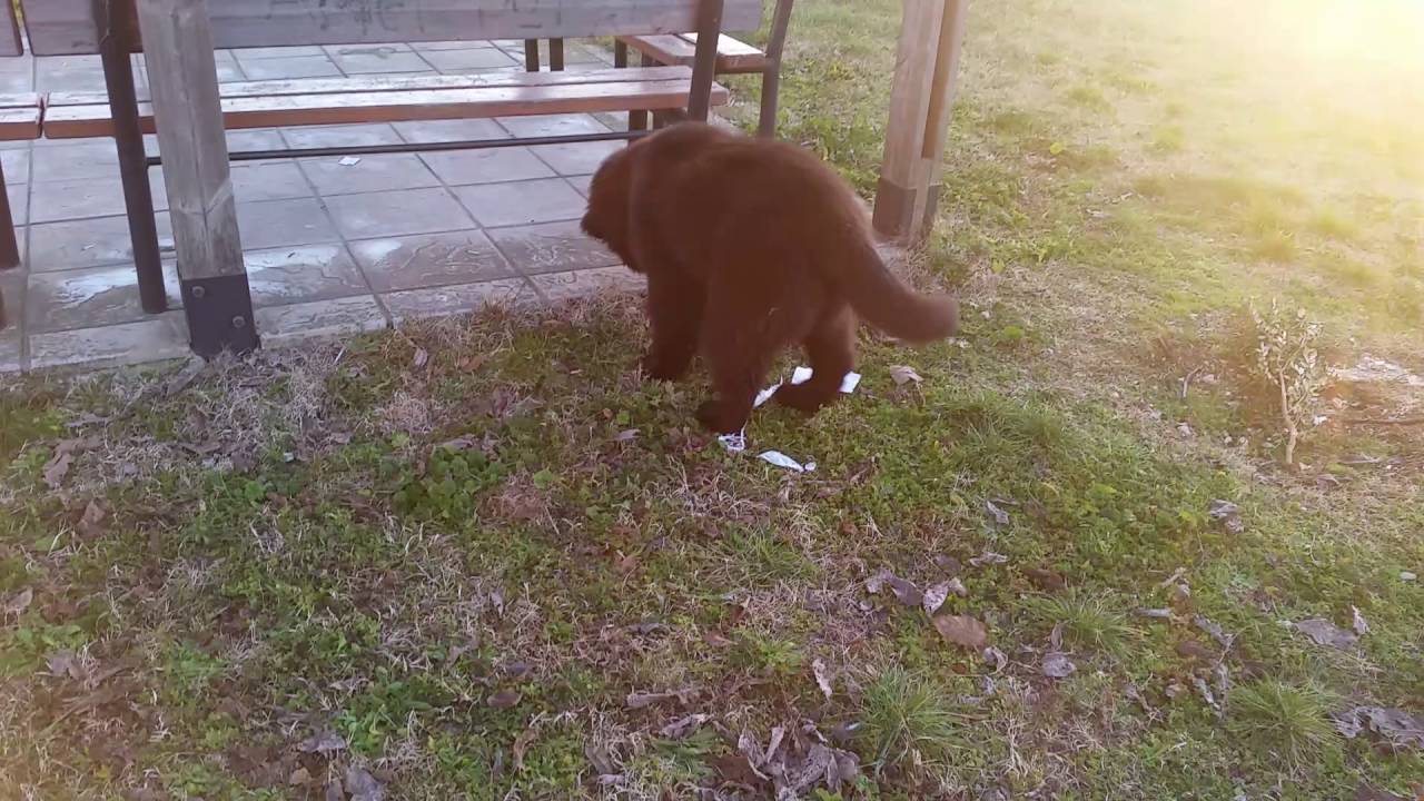 Newfoundland dog Braf 9 months old - YouTube
