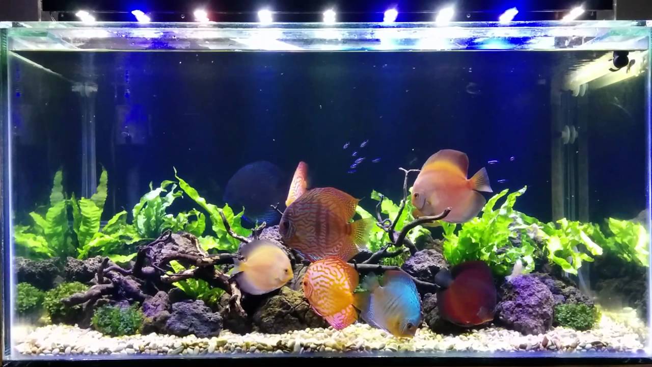 Discus tank 100cm - YouTube