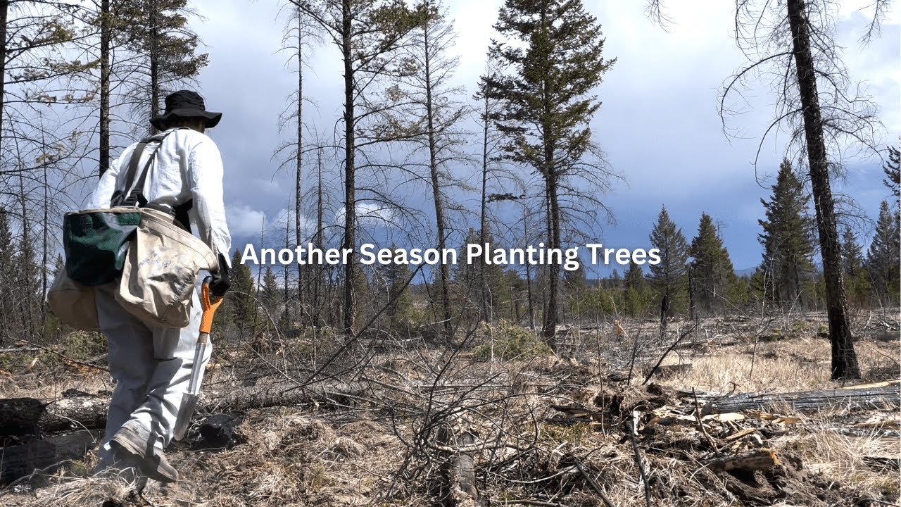Planting Trees In BC - YouTube