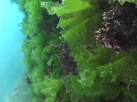 © Green algae. Ulva lactuca - 3 - YouTube