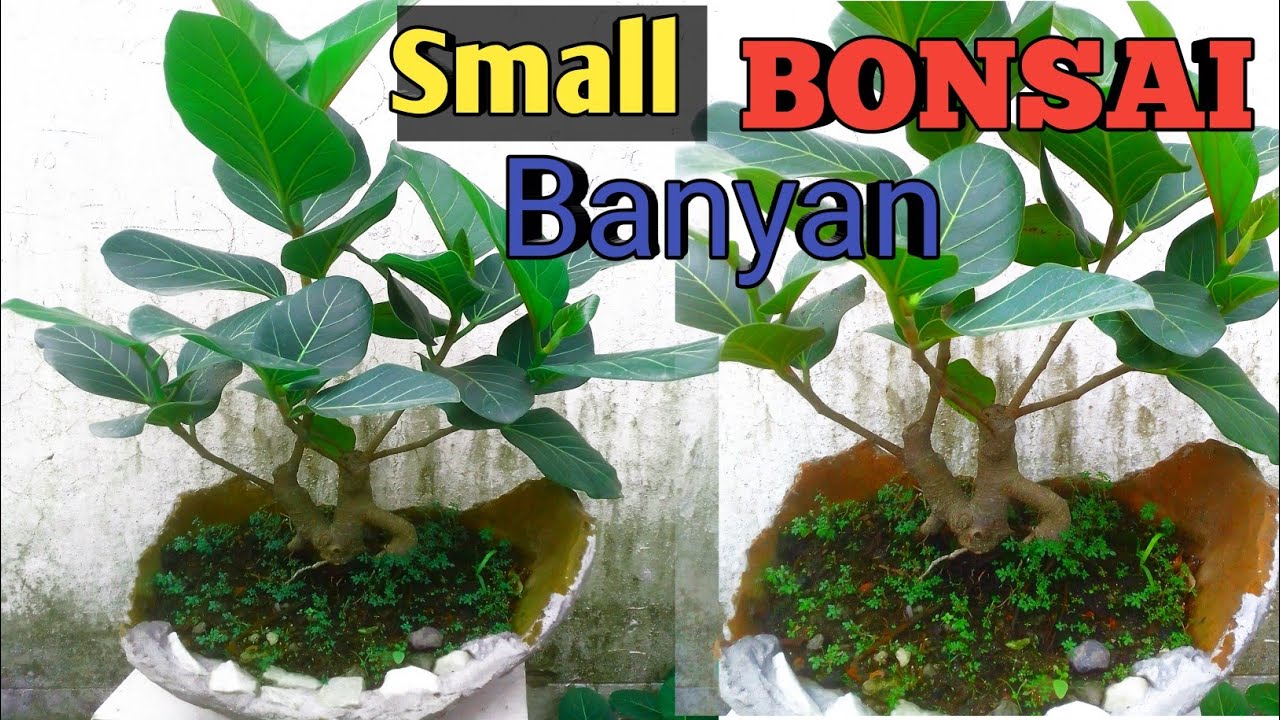 How to make banyan mini bonsai.... (Bot bonsai) - YouTube