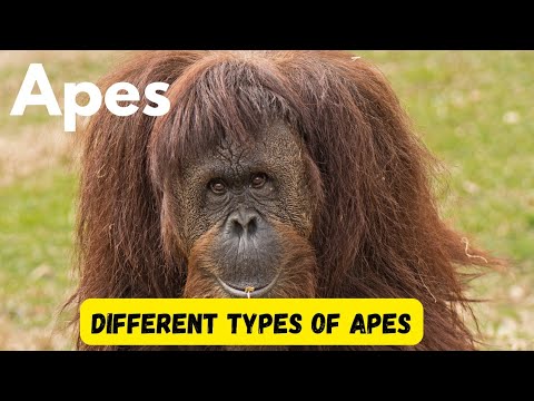 Apes Names - YouTube