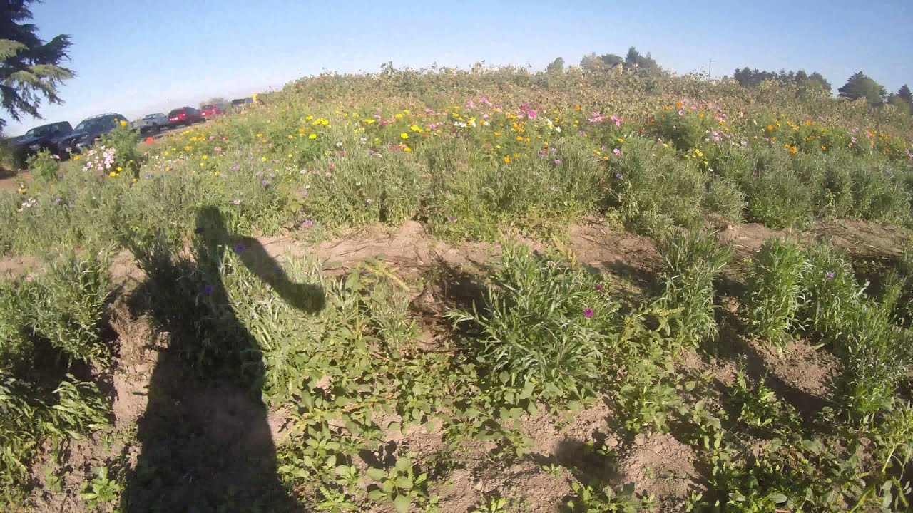 long rows of flowers, The Maize, 4k - YouTube