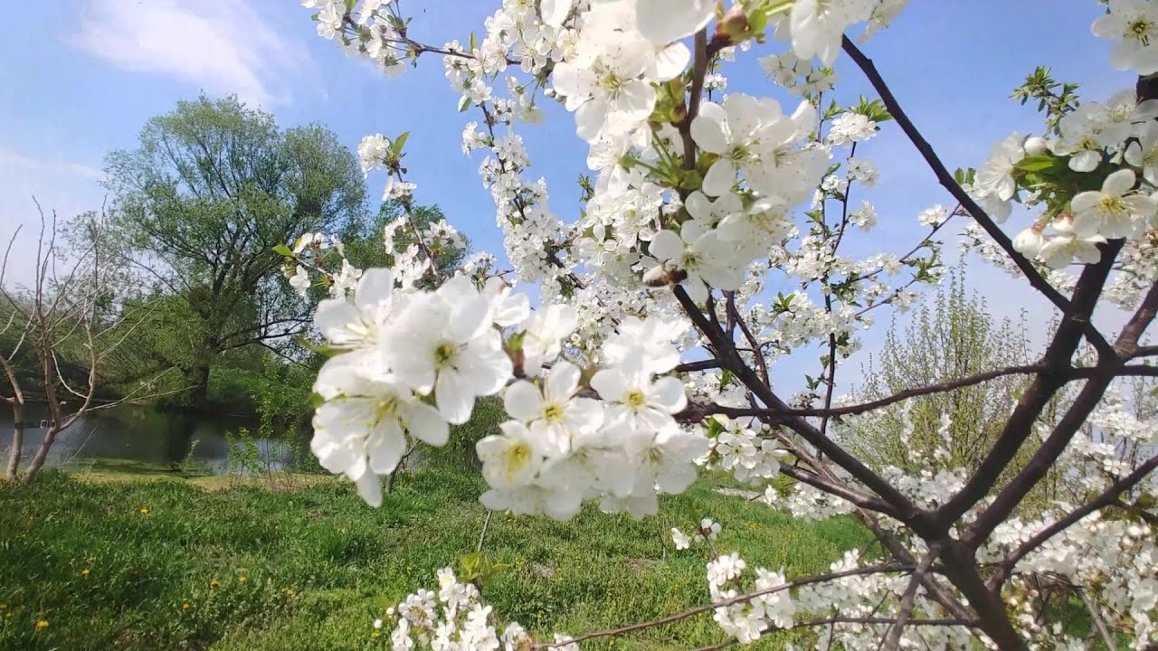 Spring Garden Walk - Intro to my vlogging - Vlog 0 - YouTube