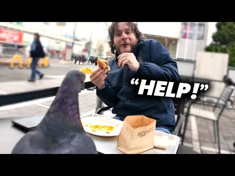 Streamer Gets Mugged By A Pigeon | Twitch Fails #46