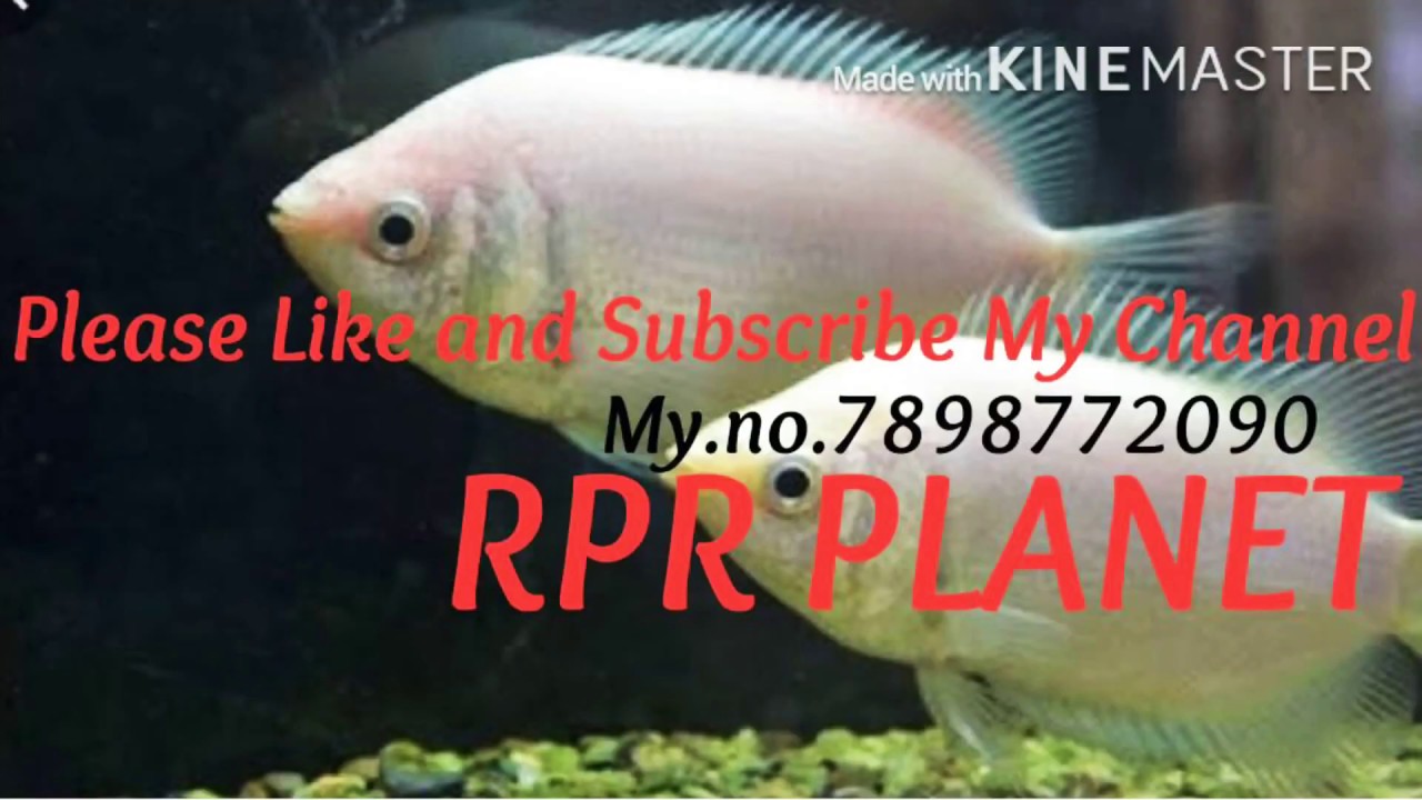 kissing Gourami Fish Care Aquarium Me Kissing Gourami Fish Care - YouTube