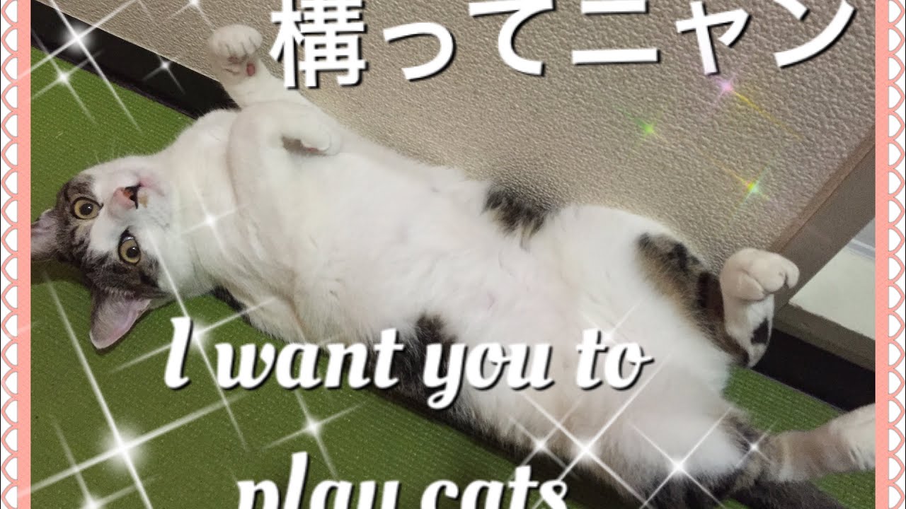 『構ってほしいキスケ』誘ってきます。Kisuke cat that invites you to play - YouTube