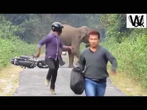 Komik hayvan saldırıları / Funny animal attacks