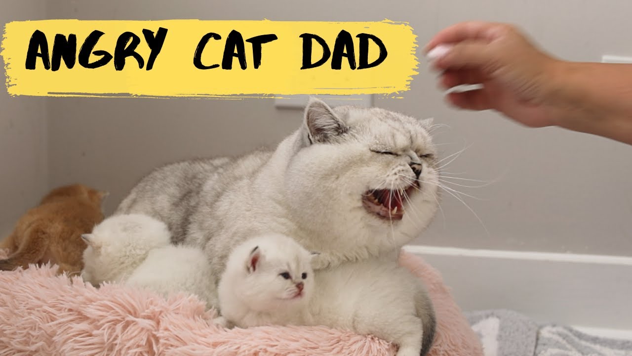 HISSING and ROARING cat | Daddy Apollo and his kittens - YouTube
