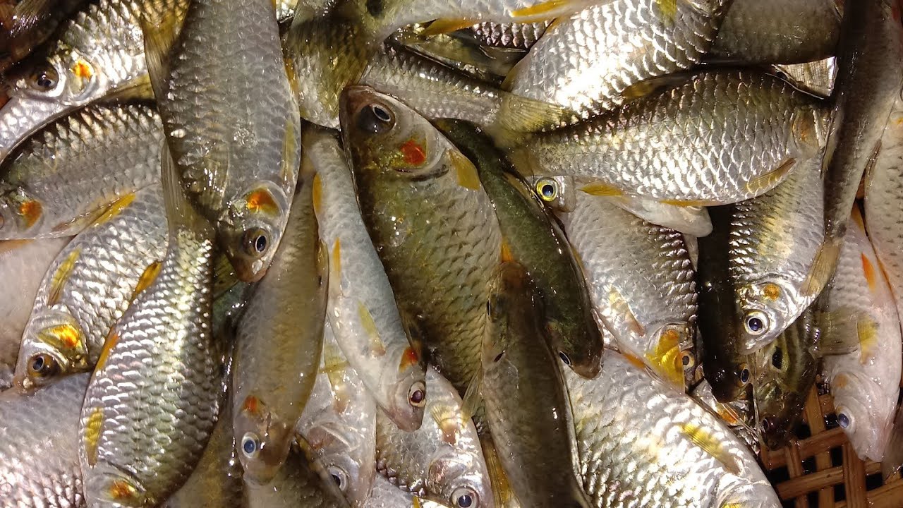 আজকে অনেক পুটি মাছ ধরেছি।poti mas dhora. - YouTube