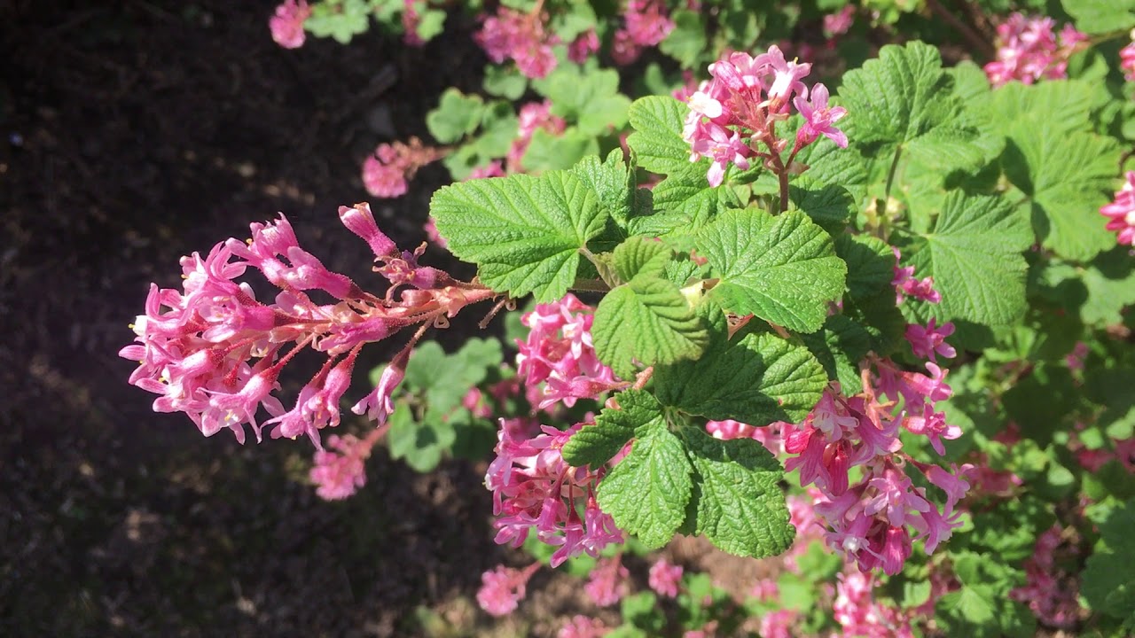 Flowering currant (Ribes sanguineum) - leaves & flowers - March 2019 ...