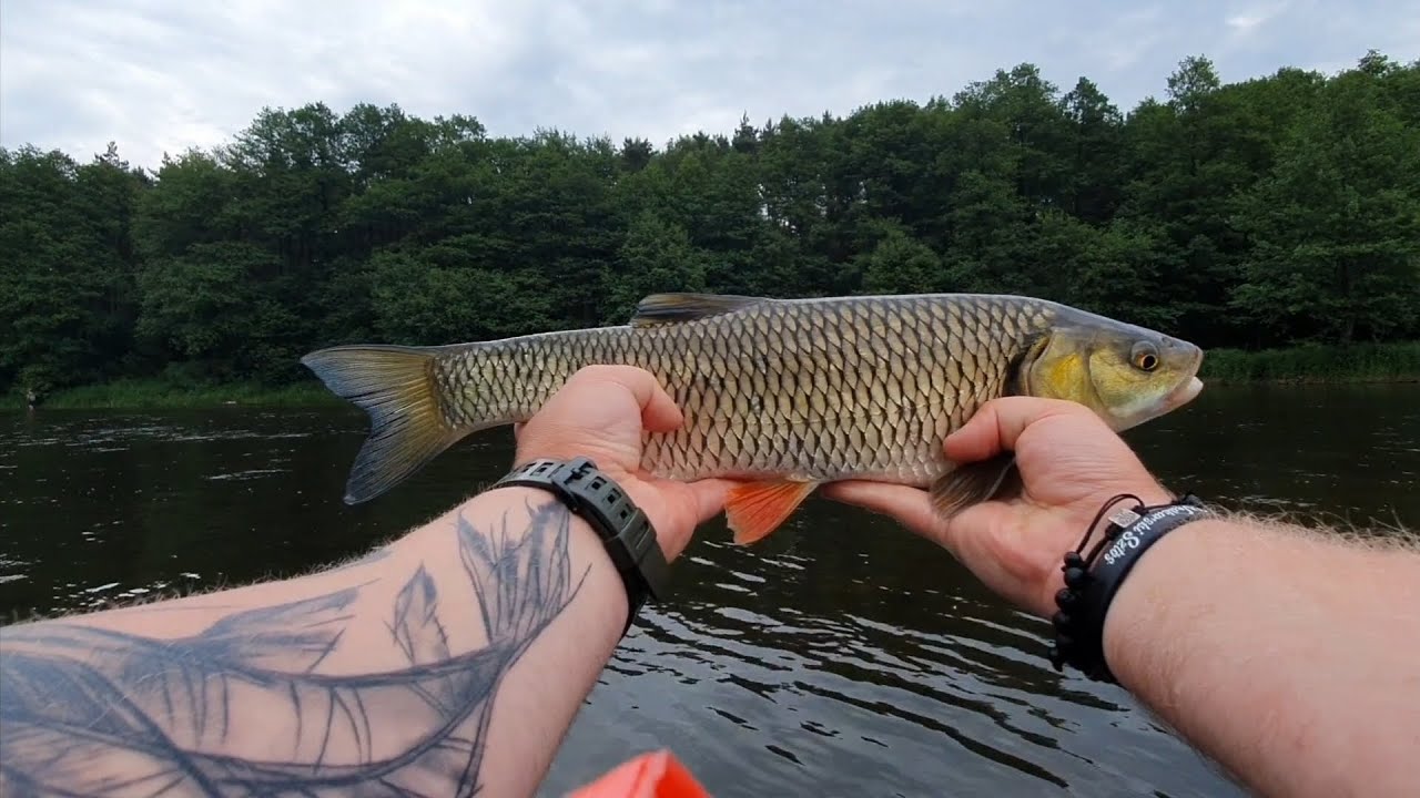 Klenie na rzece Pilicy | Czerwiec 2023 #kleń #klenie #pilica #rzeka # ...