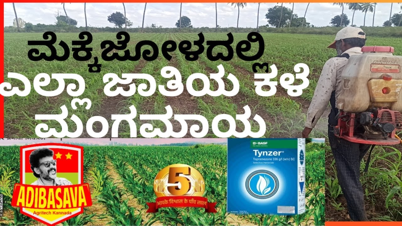 ಮೆಕ್ಕೆಜೋಳ ದಲ್ಲಿ ಕಳೆ ನಾಶಕ Tinzer Weed killer in maize #maize #weedkiller ...