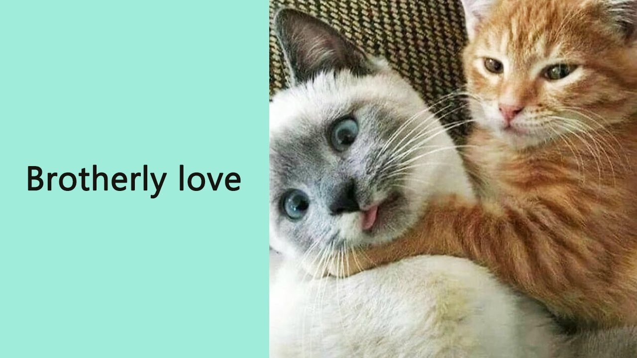 These 50 Adorable and Unhinged Cat Photos Will Make Your Day - YouTube