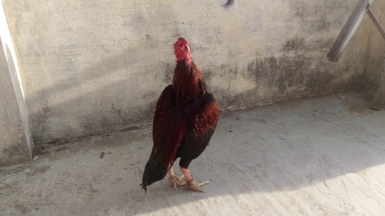 Aseel murgha - YouTube