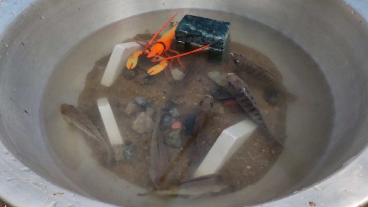 Diy Kiddie Pool Fish Pond at Ethel Montoya blog