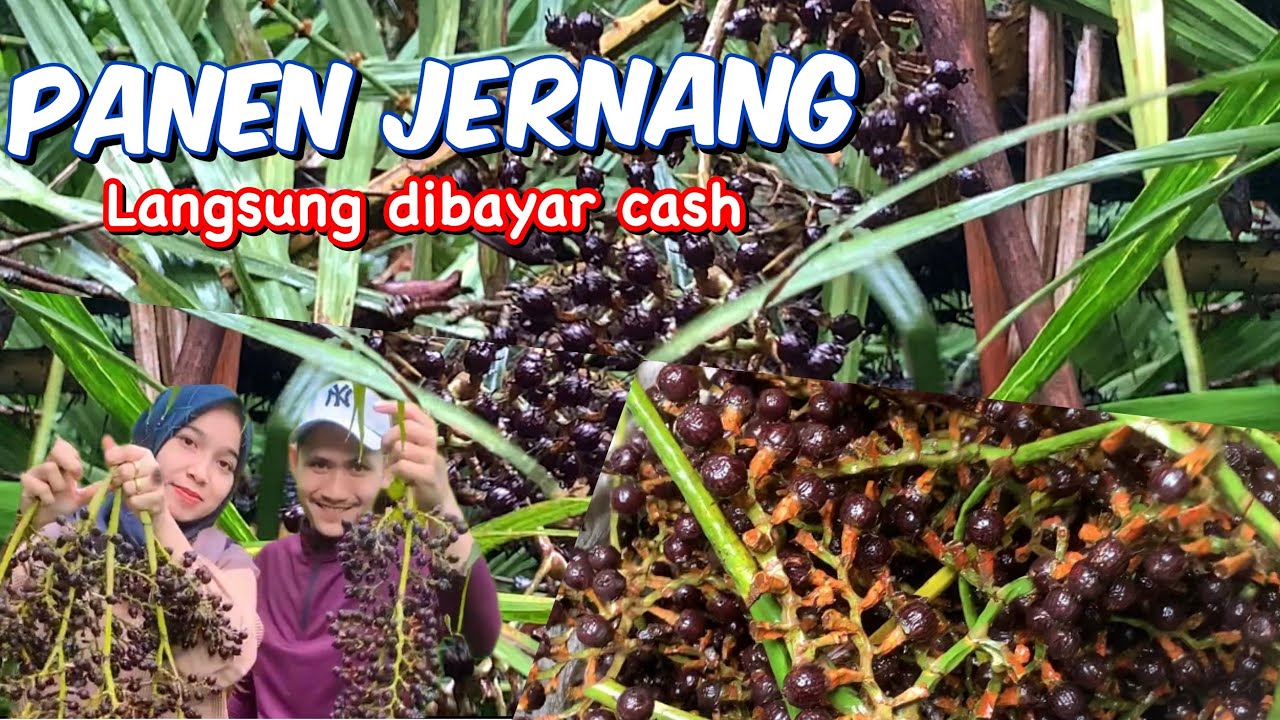 PANEN BUAH JERNANG SUPER | DRAGON BLOOD - YouTube