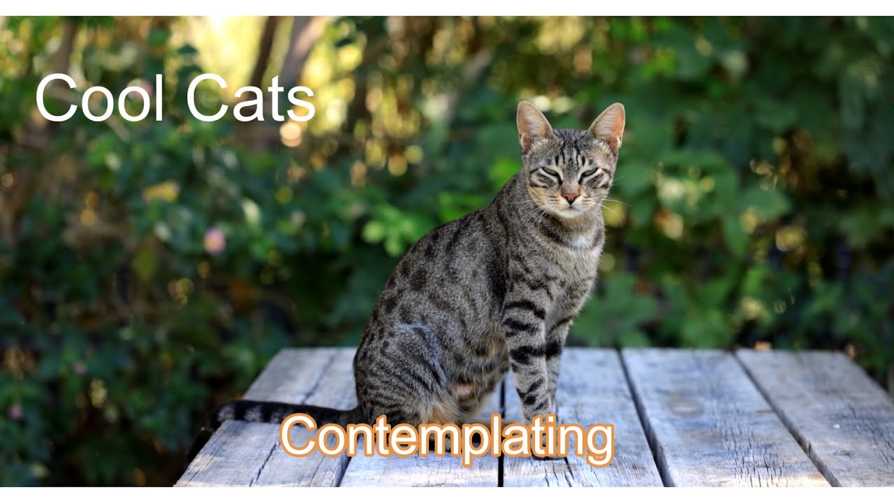 Cool Cats - Contemplating - YouTube