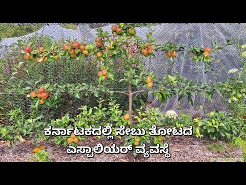Espalier System of Apple Plantation in Karnataka#apple farming ಸೇಬು ...
