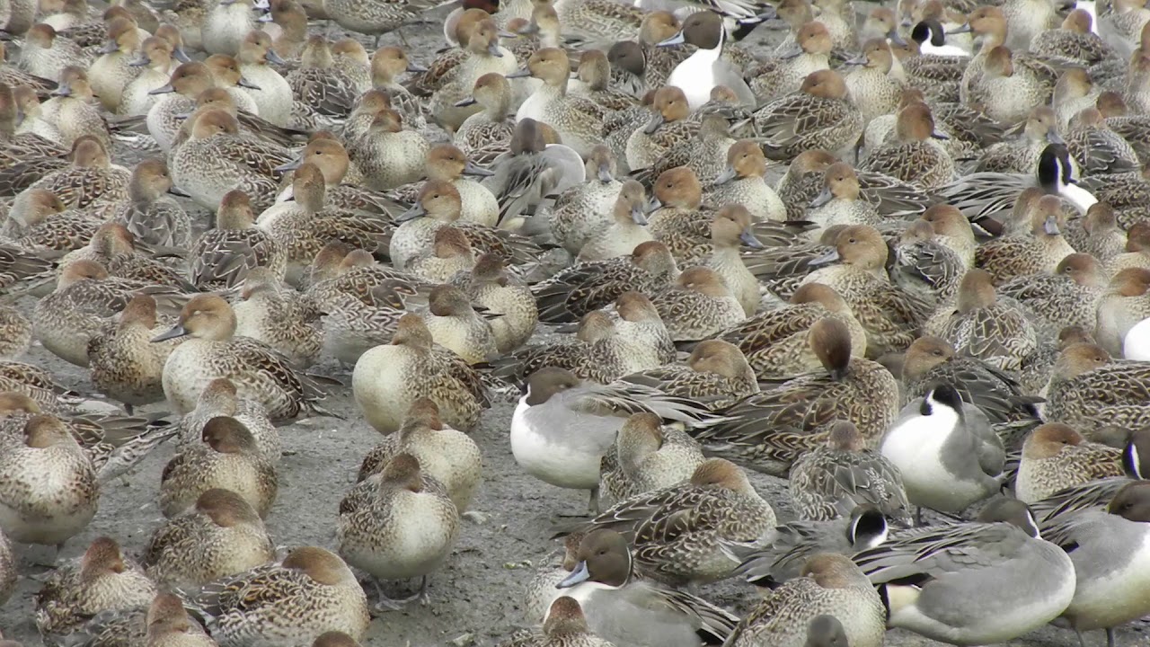 Horde of ducks カモの大群 - YouTube