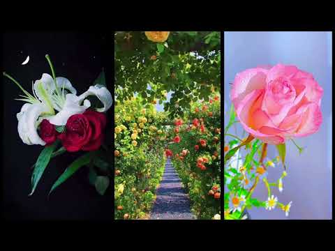 Beautiful rose flower Garden |rose lover |Fresh morning WhatsApp  status Video #Ytshortsvideo#shorts