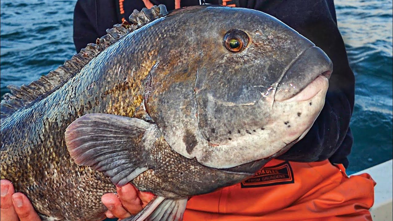 Biggest Togs of 2022(Tautog Black fish)#tautog - YouTube