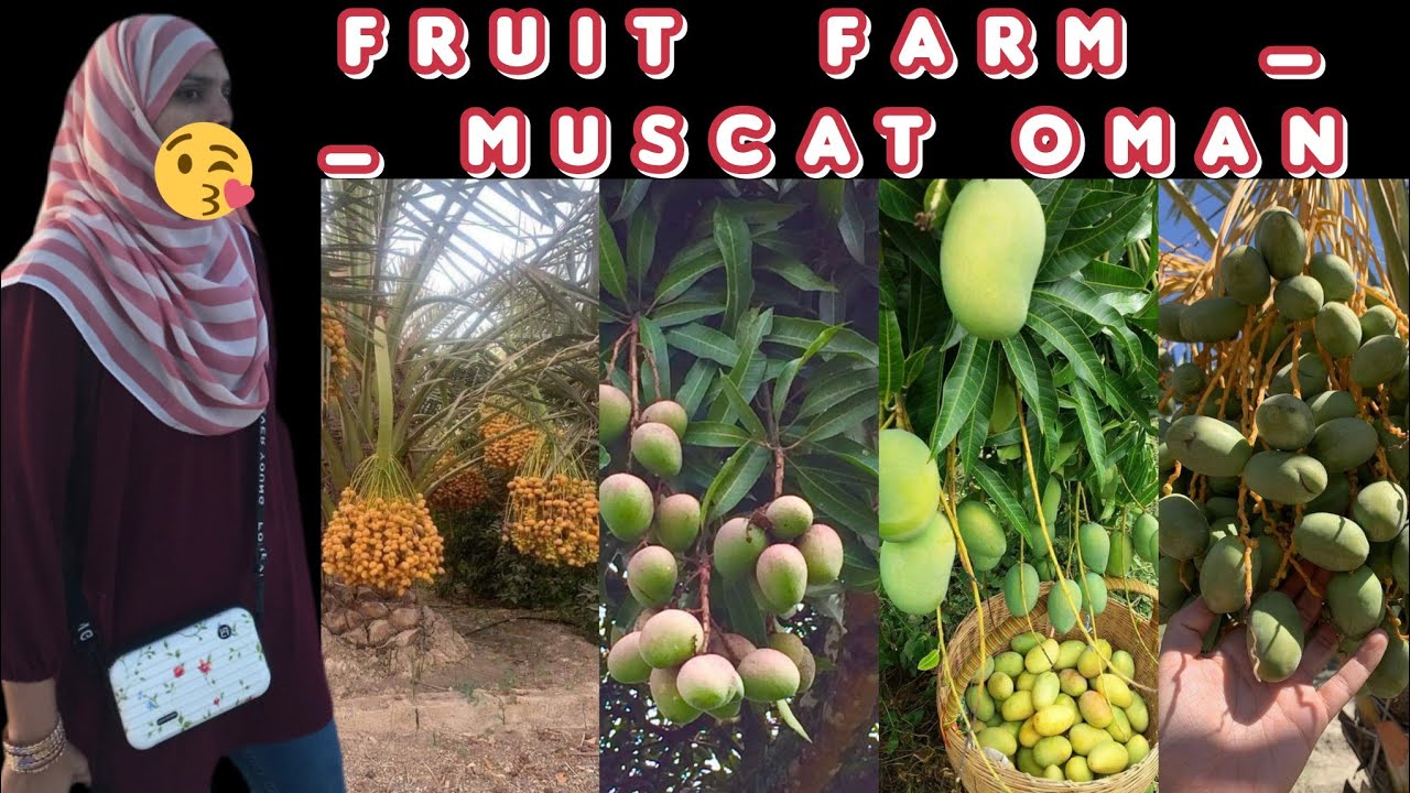 Visit to Very Beautiful Organic Fruit Farm l Muscat Oman 🇴🇲 - YouTube
