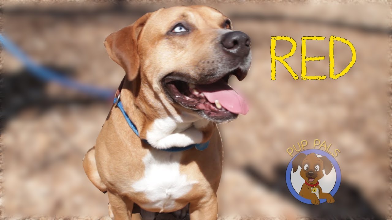 Our Pup Pal Red! - YouTube