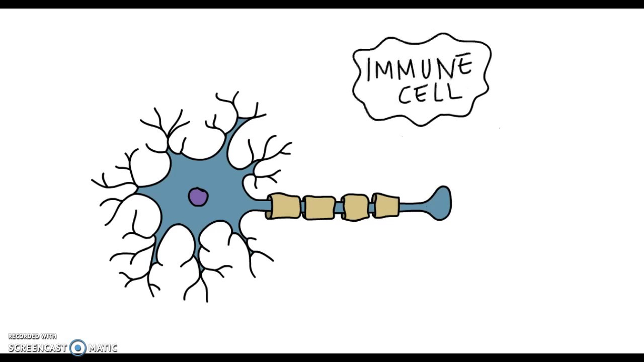 Neuron with Multiple Sclerosis Animation - YouTube