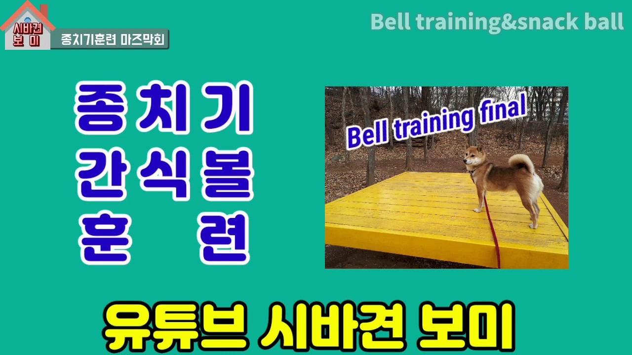 종을치면 간식이 볼을 굴려도 간식이 놀이도 하고 간식도 먹고 시바견 보미 종치기훈련 YouTube Shiba Dog Bomi ...