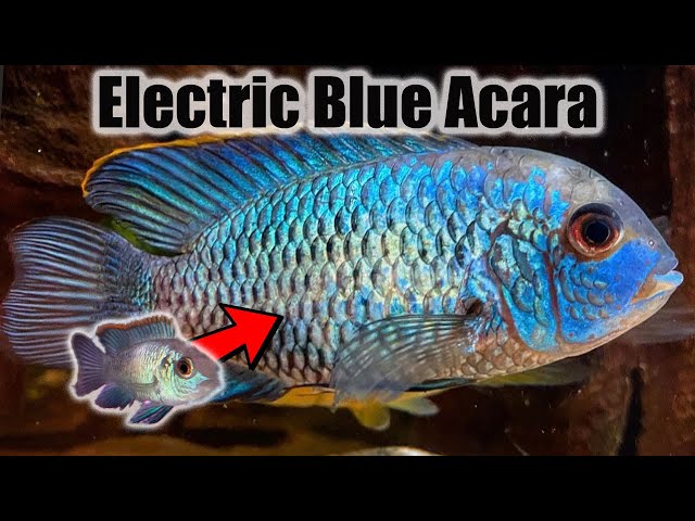 Blue Acara Cichlid Electric Blue Acara (Andinoacara Pulcher) $7.00