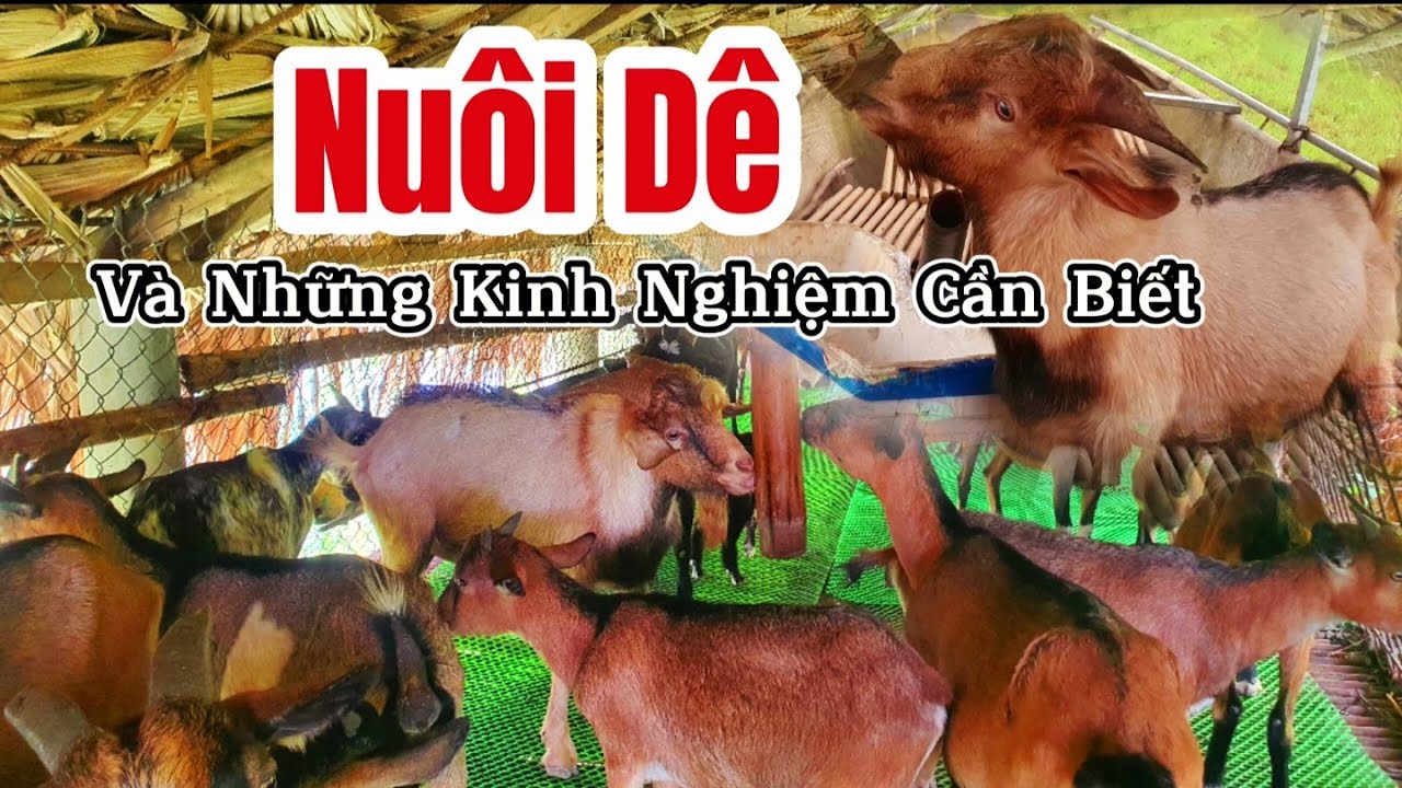 Chia Sẻ Kinh Nghiệm Nuôi Dê Cho Người Mới Bắt Đầu | OK Duy Dê - YouTube