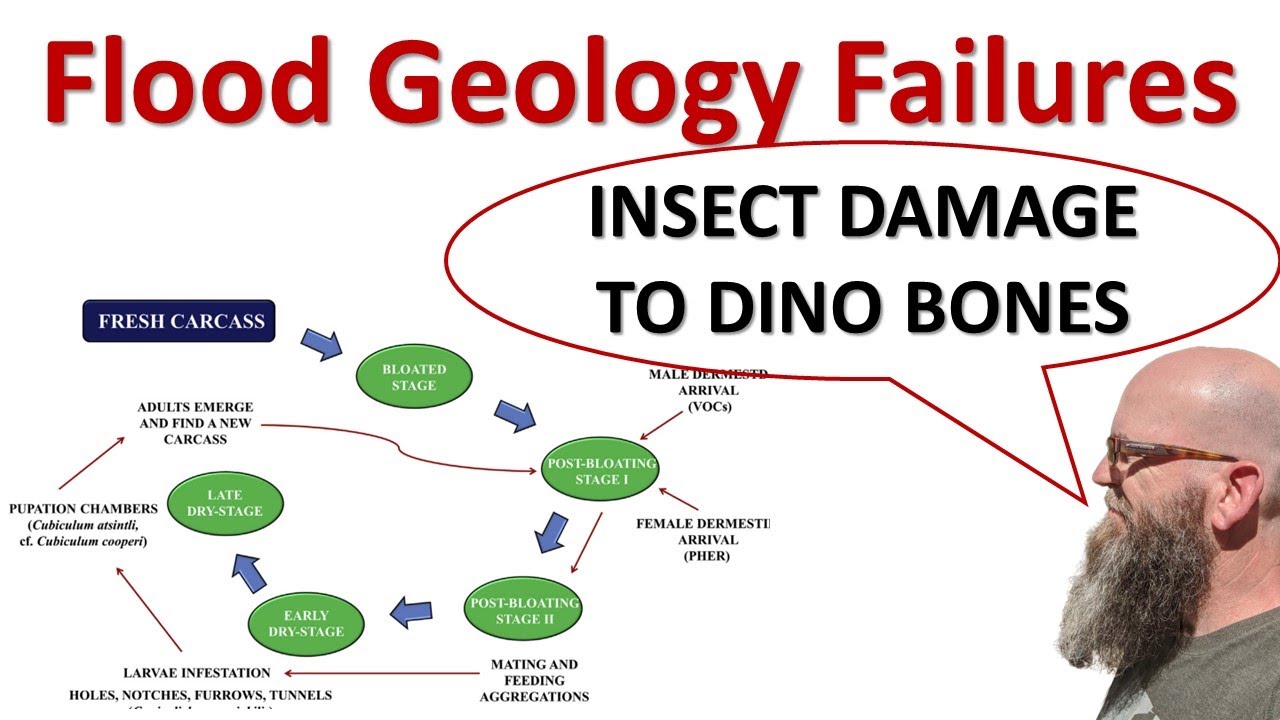 Flood Geology Failure: Beetle Bore Holes in Dinosaur Bones - YouTube