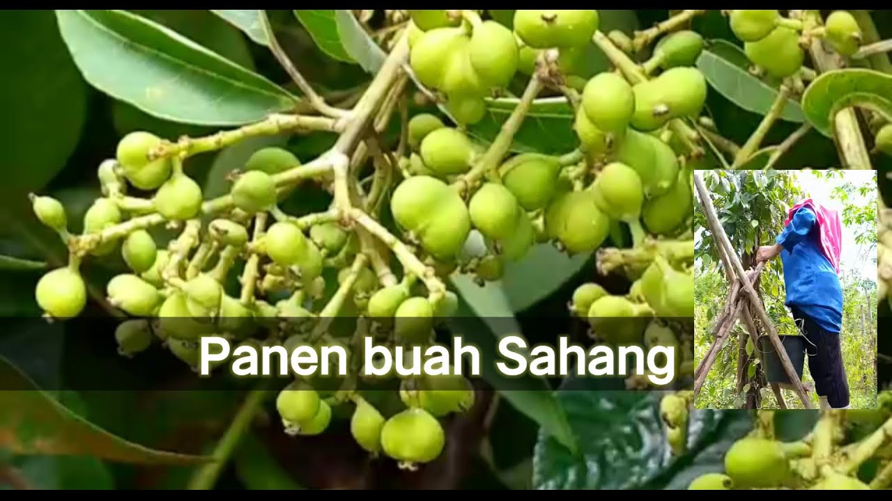 Metik buah sahang / lada putih | gdéh 4tan - YouTube
