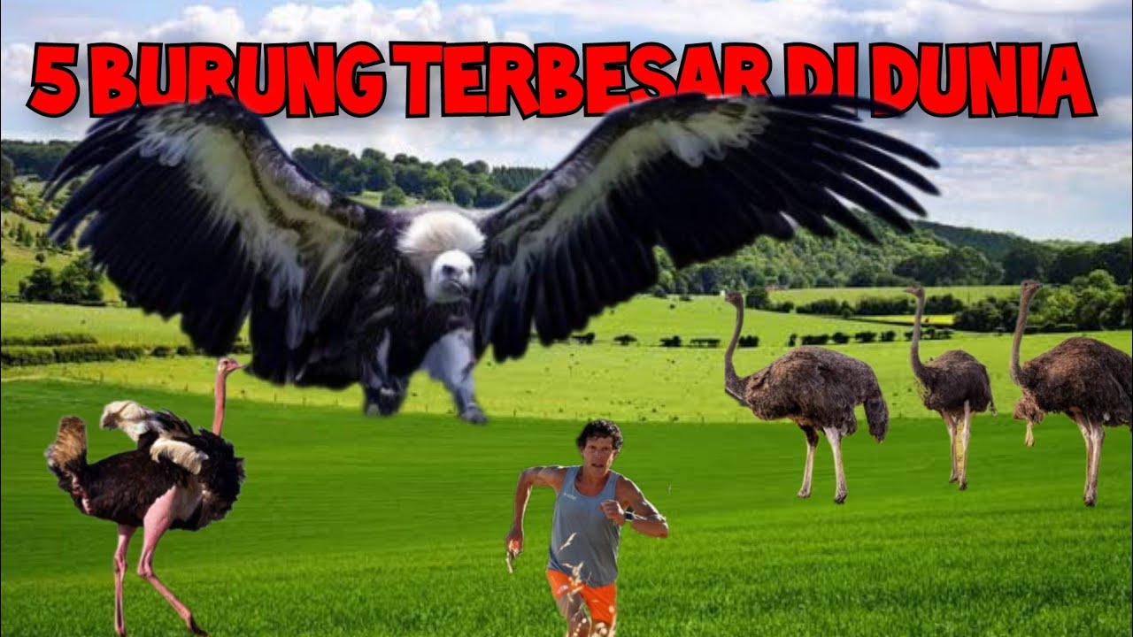 NYATA Inilah 5 Burung Terbesar Di Dunia Yang Masih Hidup | 1 Ada Di ...