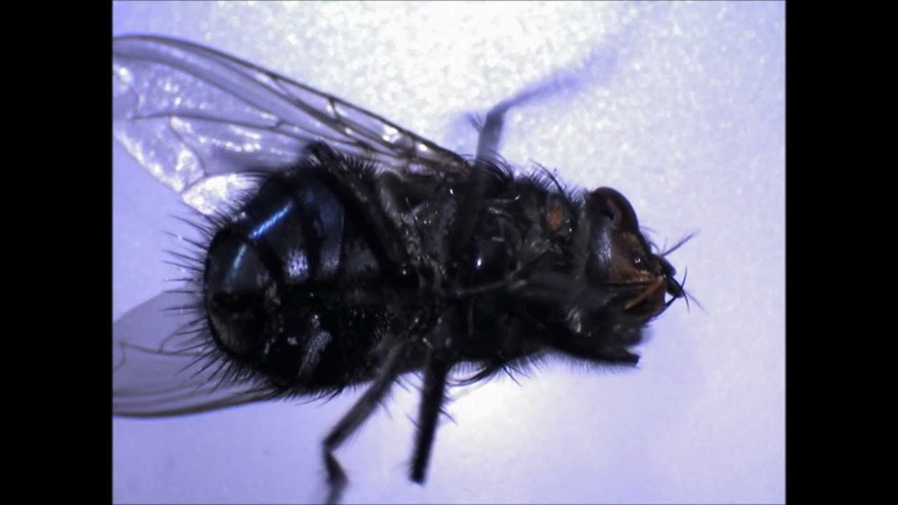 FLIES LAST MOMENTS (natural death) - YouTube