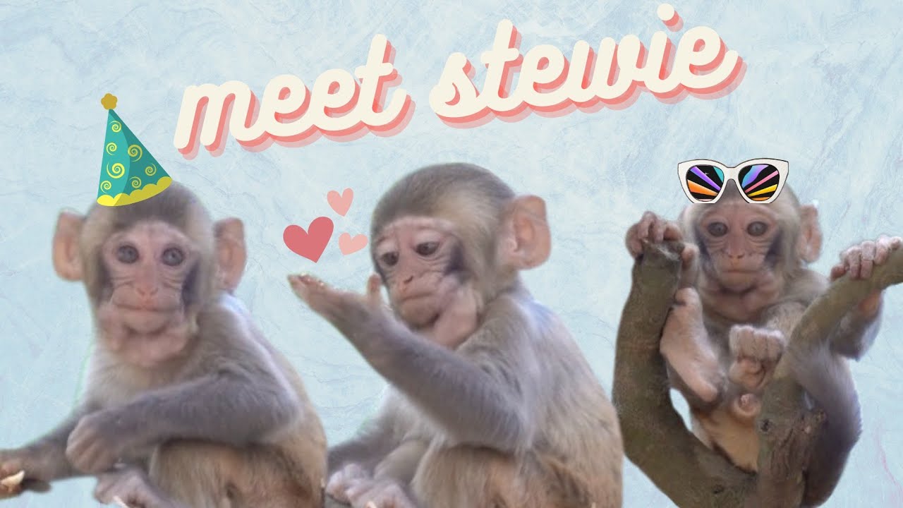 Meet Stewie - the smallest baby in 💀's troop - YouTube