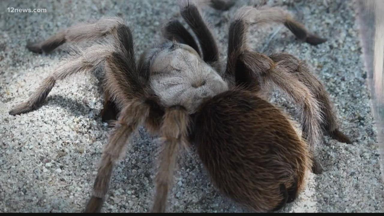 Watch out! It's tarantula mating season in the desert - YouTube