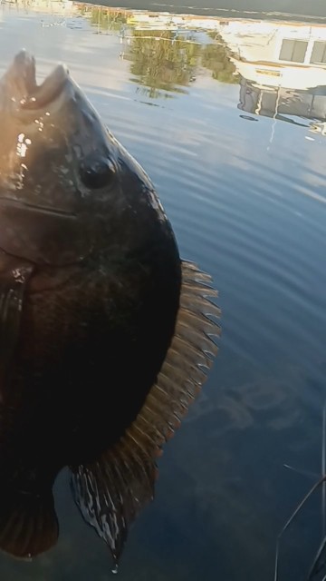 #mayan #cichlids #florida #canal #fishing #fish #hunting #dog #Sadie # ...