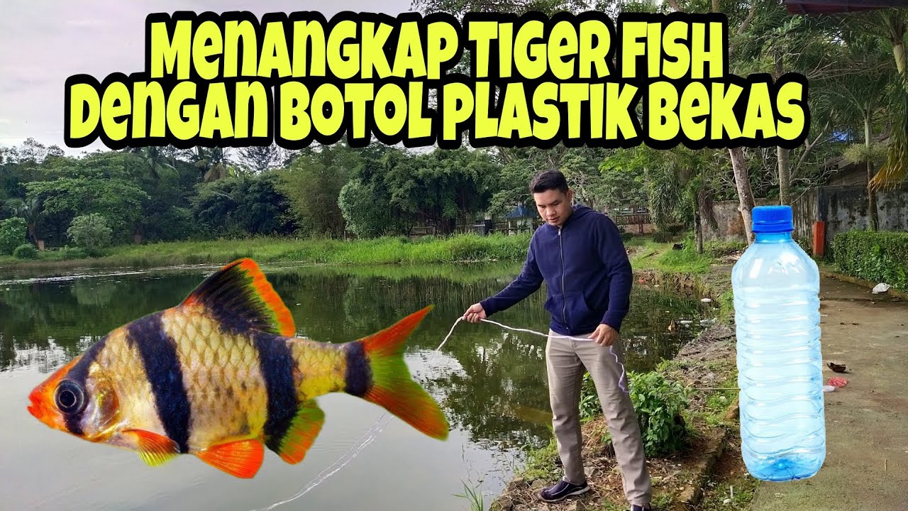MENANGKAP TIGER FISH MENGGUNAKAN BOTOL PLASTIK BEKAS || ikan hias - YouTube