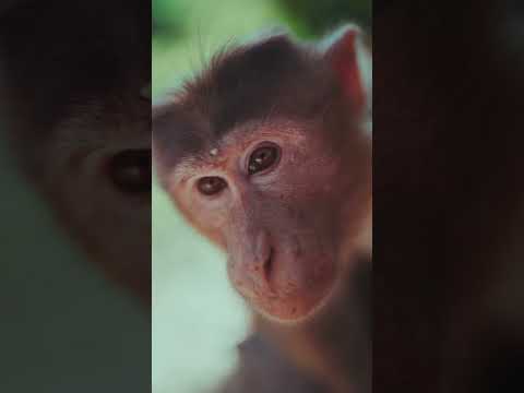 Monkey Relaxing 4K Ultra HD Video || Bird Chirping || - YouTube