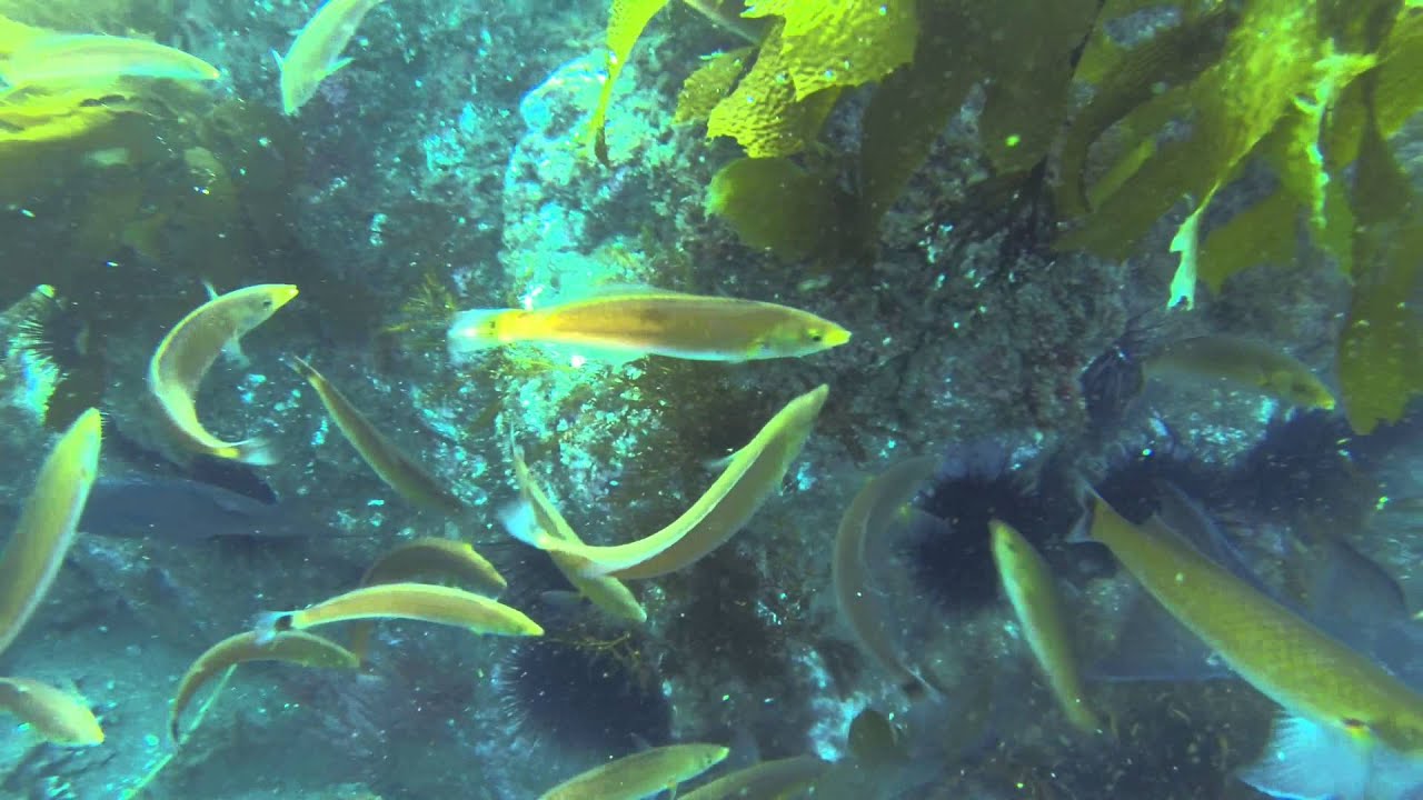 School of Senorita Fish and Sheeps Head Eating a Sea Urchin at Catalina ...