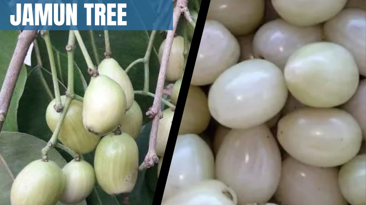 Thai White Jamun Farming/ Thai White Jamun Plant /White Jamun Farming Plants available our ...