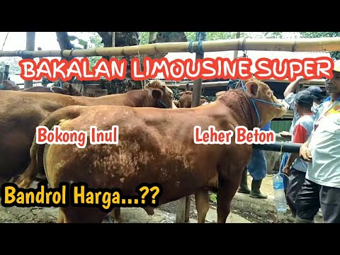 ADA SAPI LEHER BETON BOKONG INUL..?? HARGA SAPI² MILIK MAS ADI, Pasar Sapi Gondanglegi 23/01/2020