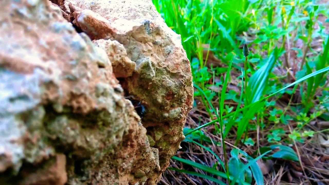 The Biggest Ant Ever - YouTube