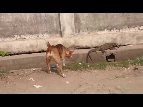 পৃথিবীর সবচেয়ে অদ্ভুত ১ ট video kukur vs gui shap - YouTube