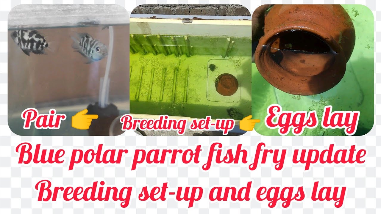 Blue polar parrot fish fry update | Breeding set-up | and eggs lay ...