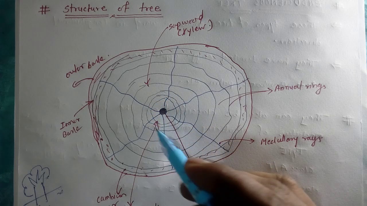 (BM-02) structure of tree,pith, heart wood, annual ring, sap wood ...